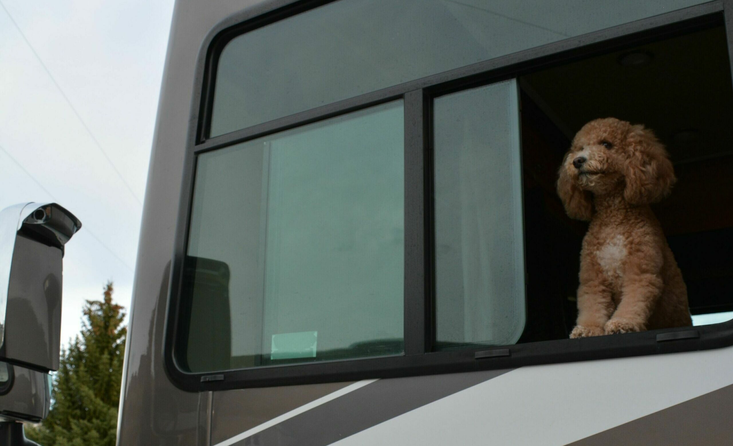 Seven Best Pet-Friendly Campgrounds and RV Parks - Tiffin Motorhomes