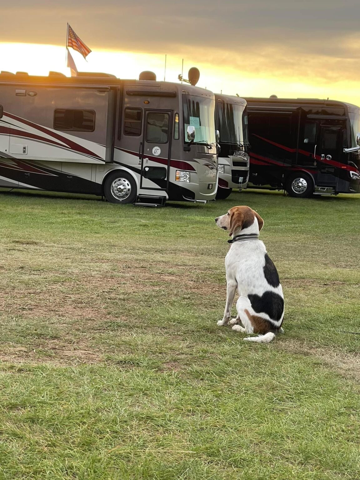 Seven Best Pet-Friendly Campgrounds and RV Parks - Tiffin Motorhomes